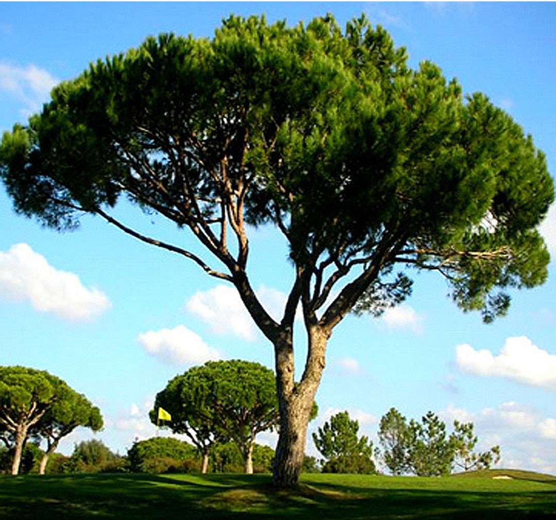 Pinus Pinea (italian Stone Pine) Tree Seeds , Produces Large, Edible ...