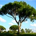 Pinus Pinea (italian Stone Pine) Tree Seeds , Produces Large, Edible ...