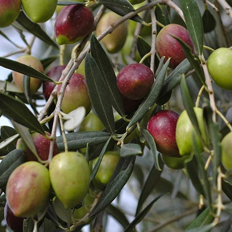 Olea Europaea (olive Tree) Shrub Seeds, Prized for Its Longevity, With ...