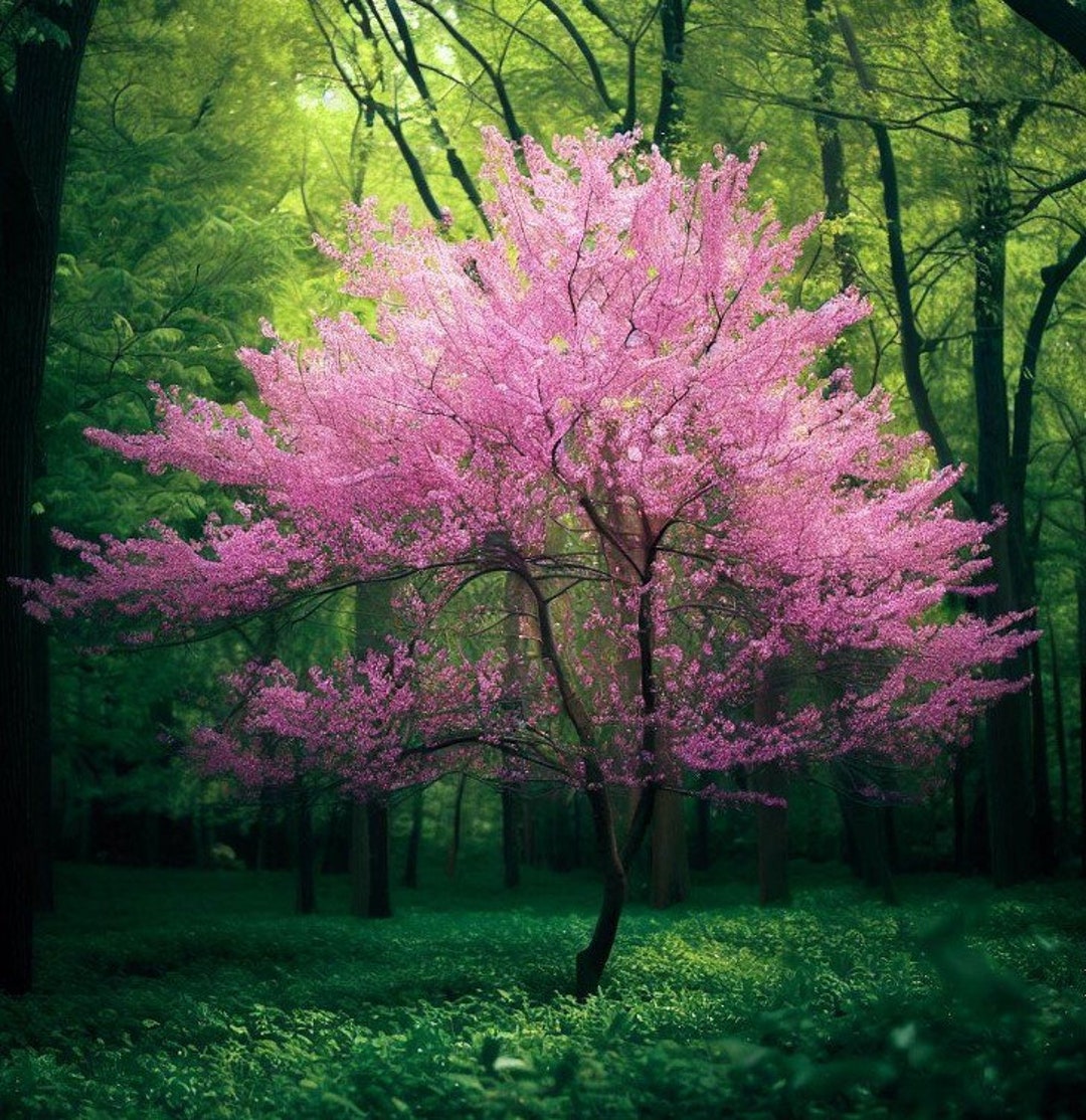 Cercis Canadensis Northern (northern Red Bud) Tree Seeds, Celebrated ...