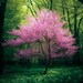 Cercis Canadensis Northern (northern Red Bud) Tree Seeds, Celebrated ...
