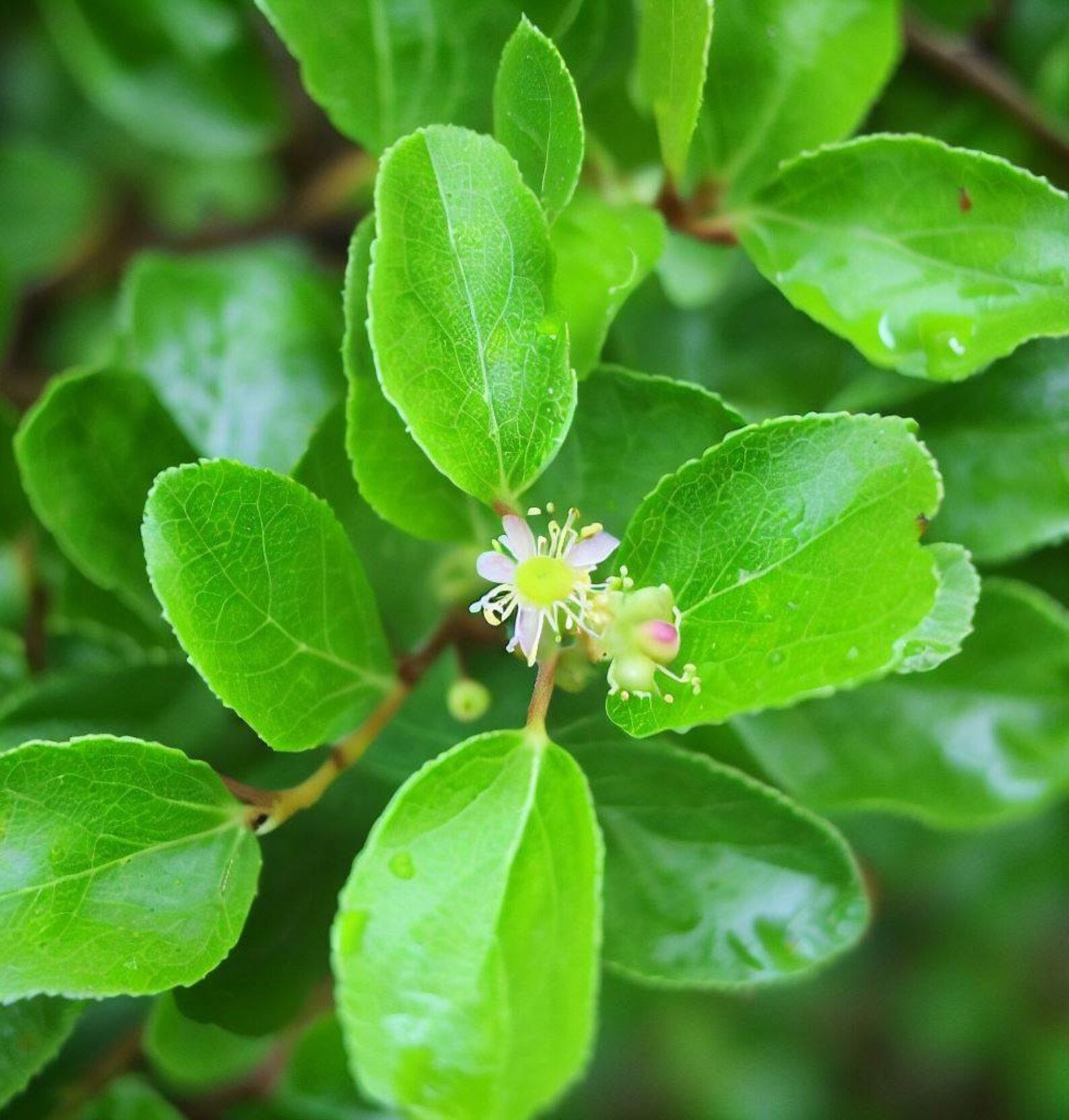 Ziziphus Mauritiana (indian Jujube) Fruit Seeds, Tangy Fruits With ...