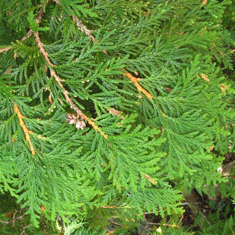 Thuja Occidentalis (american Arborvitae, Eastern Arborvitae, White ...
