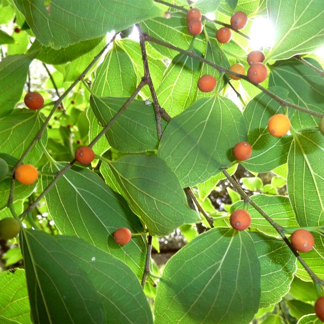 Celtis Sinensis (japanese Hackberry) Tree Seeds, Longevity and ...