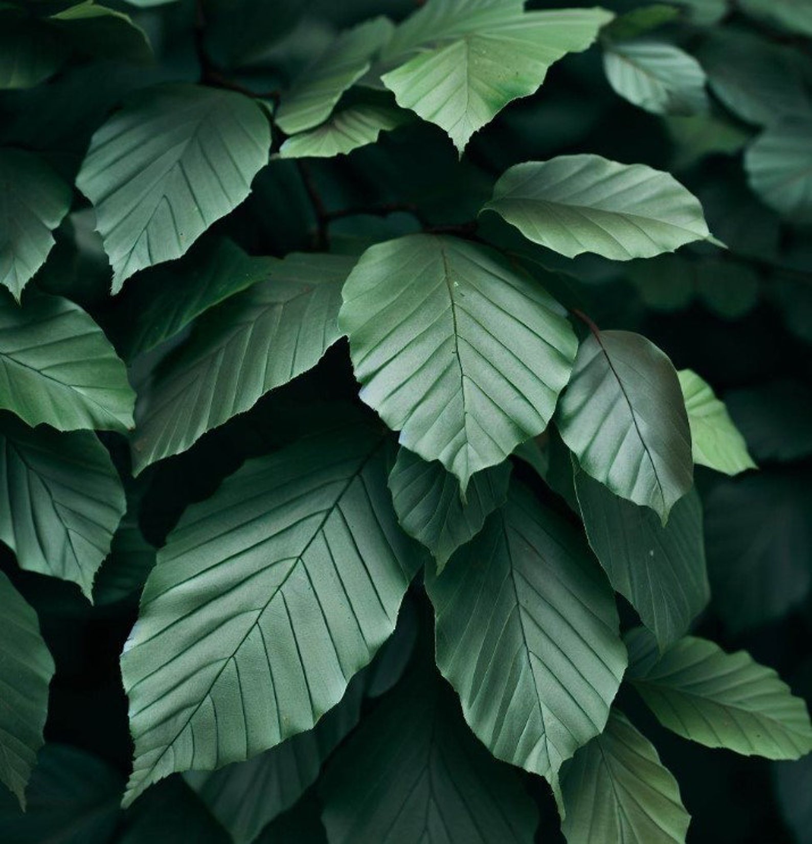 Fagus Grandifolia (american Beech) Tree Seeds, Majestic Tree of North ...