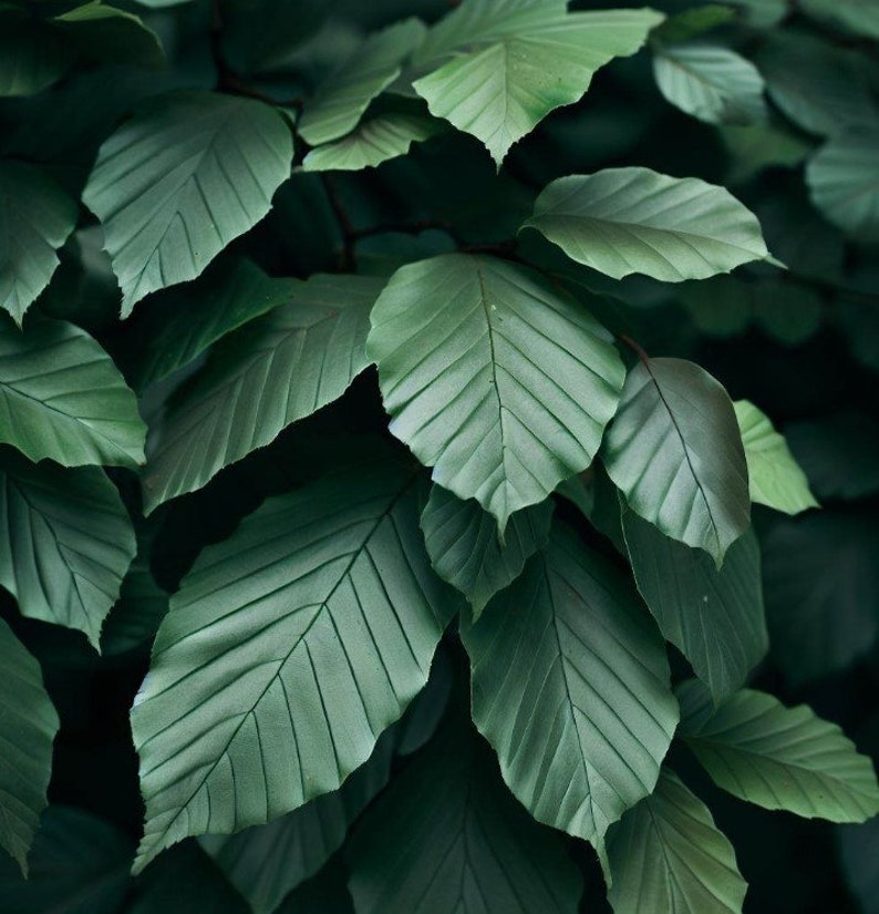Fagus Grandifolia (american Beech) Tree Seeds, Majestic Tree of North ...