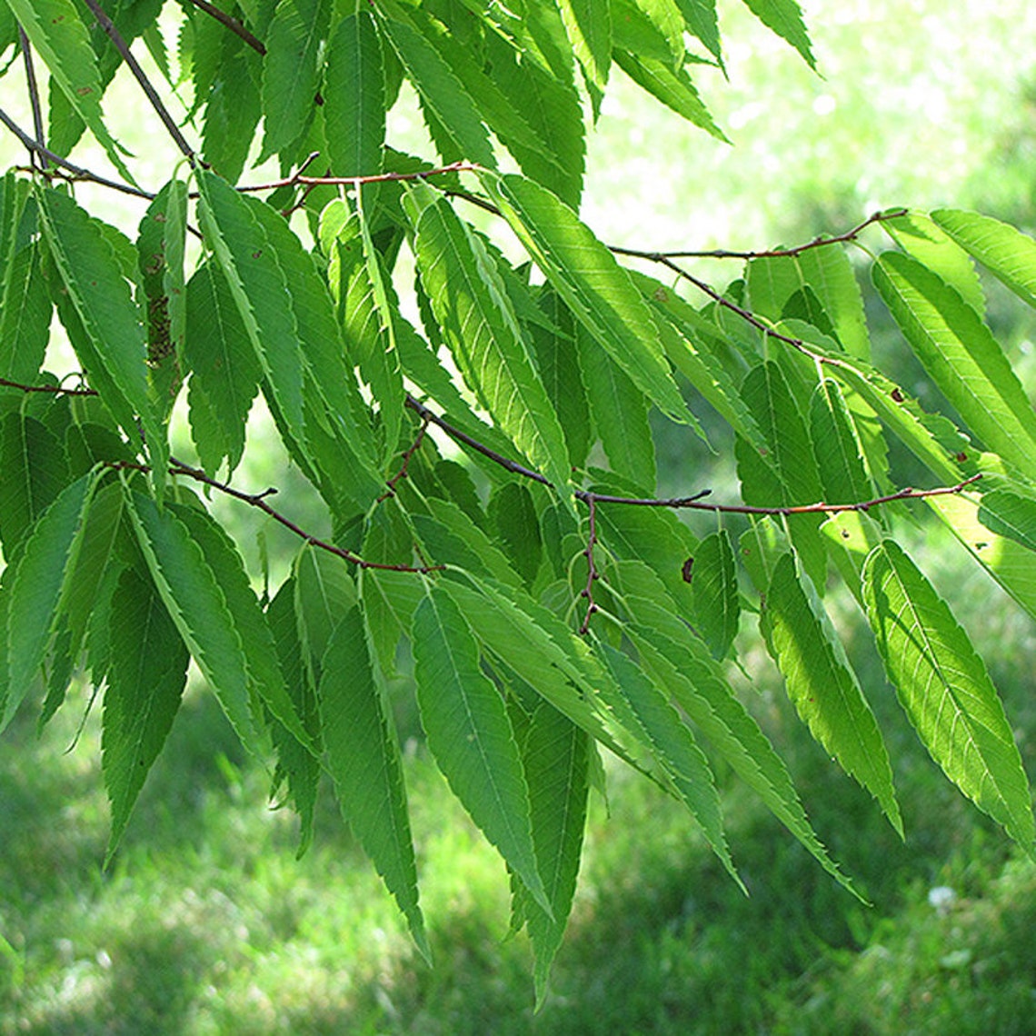 Zelkova Serrata (japanese Zelkova) Tree Seeds, Ornamental Use, Vase ...