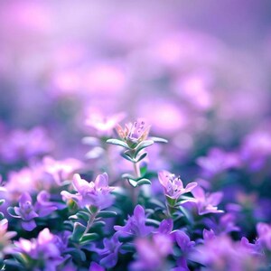 Thymus Serpyllum (dwarf Creeping Thyme) Height: 4-6", Groundcover Seeds ...