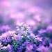 Thymus Serpyllum (dwarf Creeping Thyme) Height: 4-6", Groundcover Seeds ...