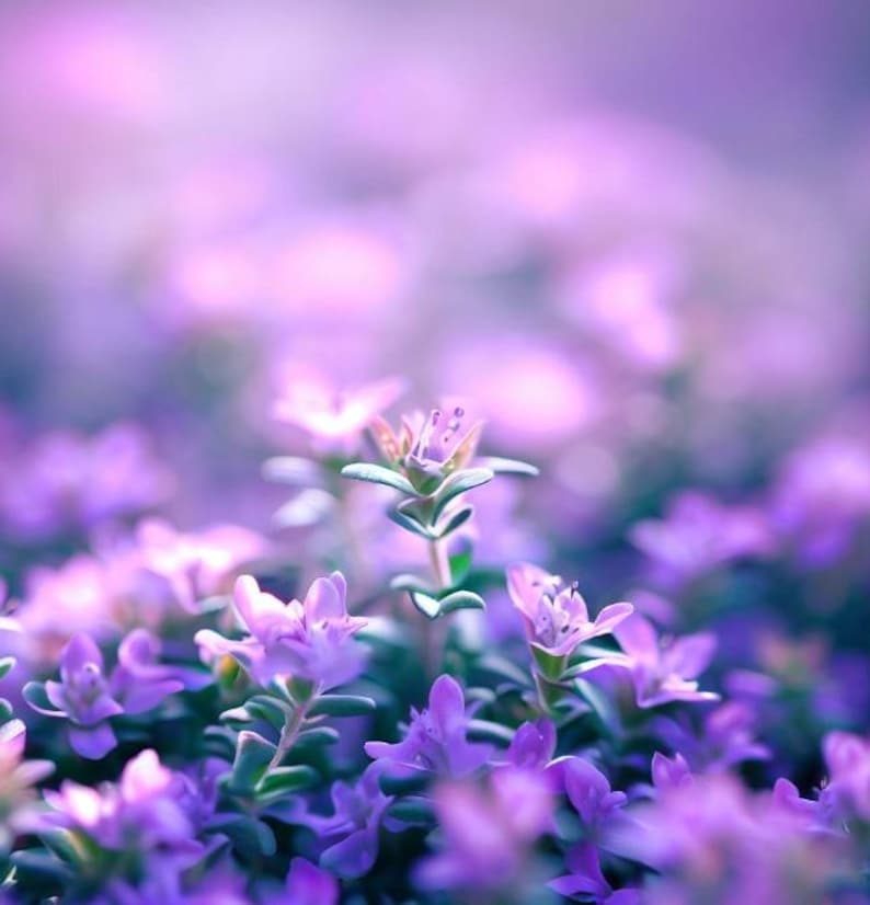 Thymus Serpyllum (dwarf Creeping Thyme) Height: 4-6", Groundcover Seeds ...