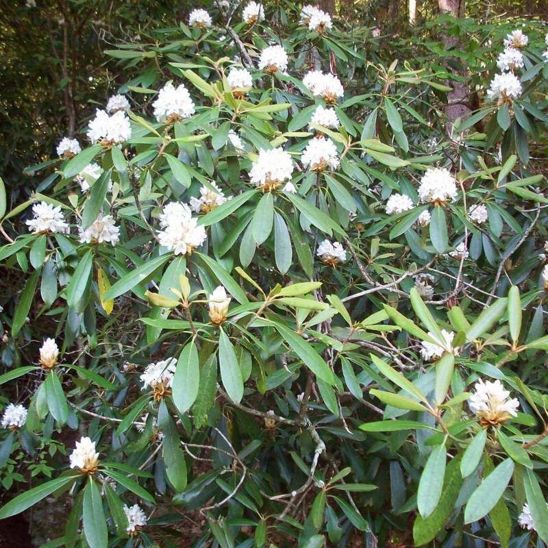 Rhododendron Maximum (great Laurel, Rosebay, Rosebay Rhododendron ...