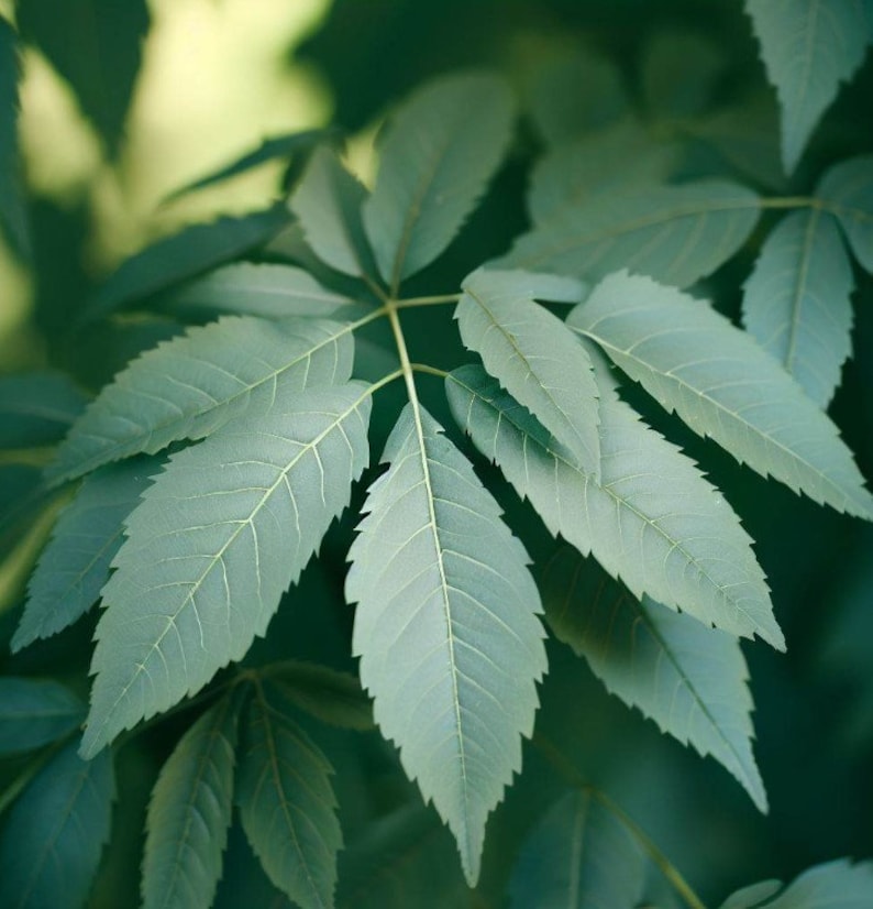Acer Negundo (boxelder Maple, Box Elder, Manitoba Maple, Ash-leaved ...