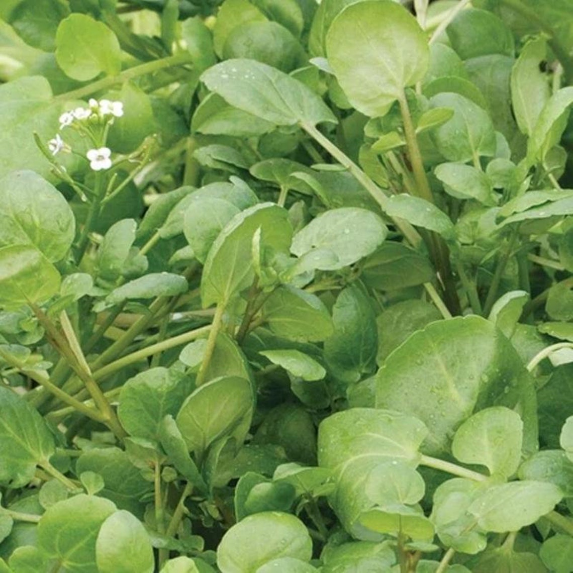 Cress, True Watercress (nasturtium Officinalis) Seeds , Peppery Flavor ...