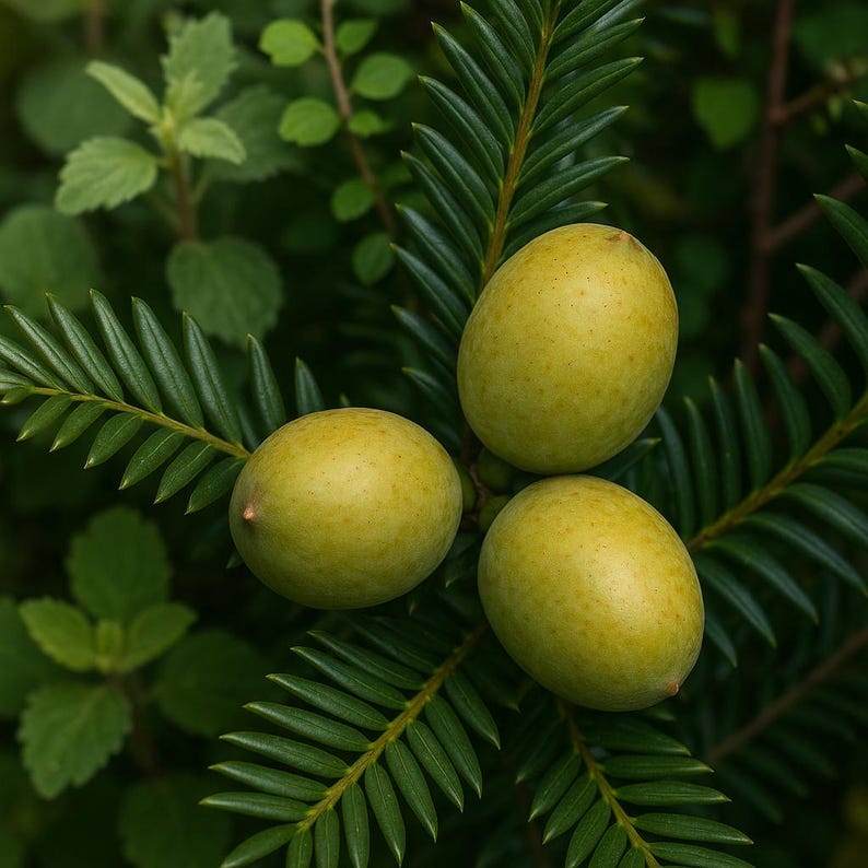 Torreya Nucifera (bija, Japanese Nutmeg Tree, Japanese Torreya, Kaya ...