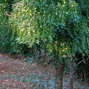 Ziziphus Jujuba (jujube, Chinese Date) Fruit Seeds, Sweet, Tangy Fruits ...