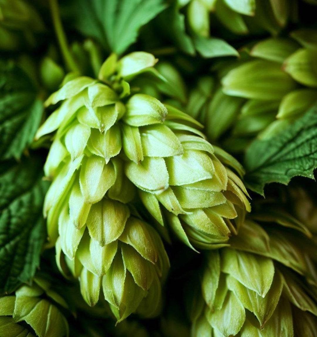 Humulus Lupulus (common Hops, Beer Hops, Hops) Herb Seeds, Climbing ...