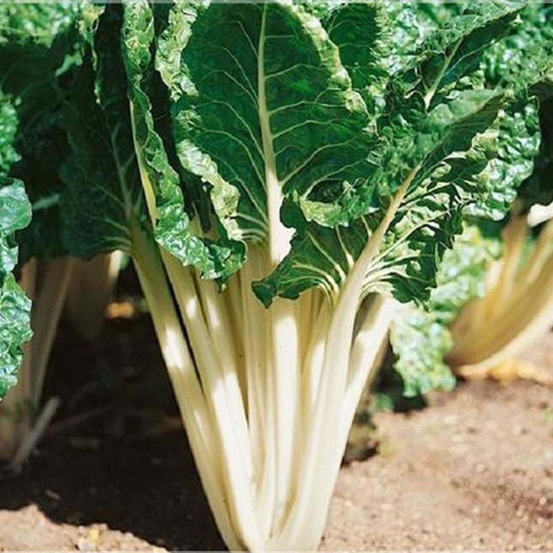 Large White Rib Swiss Chard (beta Vulgaris Cicla) Vegetable Seeds, Wide ...
