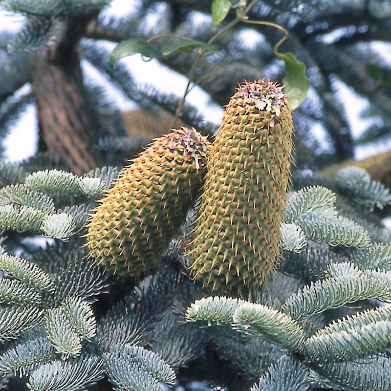 Abies Procera Glauca (blue Danish Fir, Blue Noble Fir) Tree Seeds ...