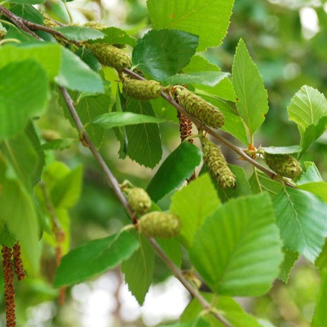 Betula Nigra Northern (river Birch) Tree Seeds, Attractive Appearance ...