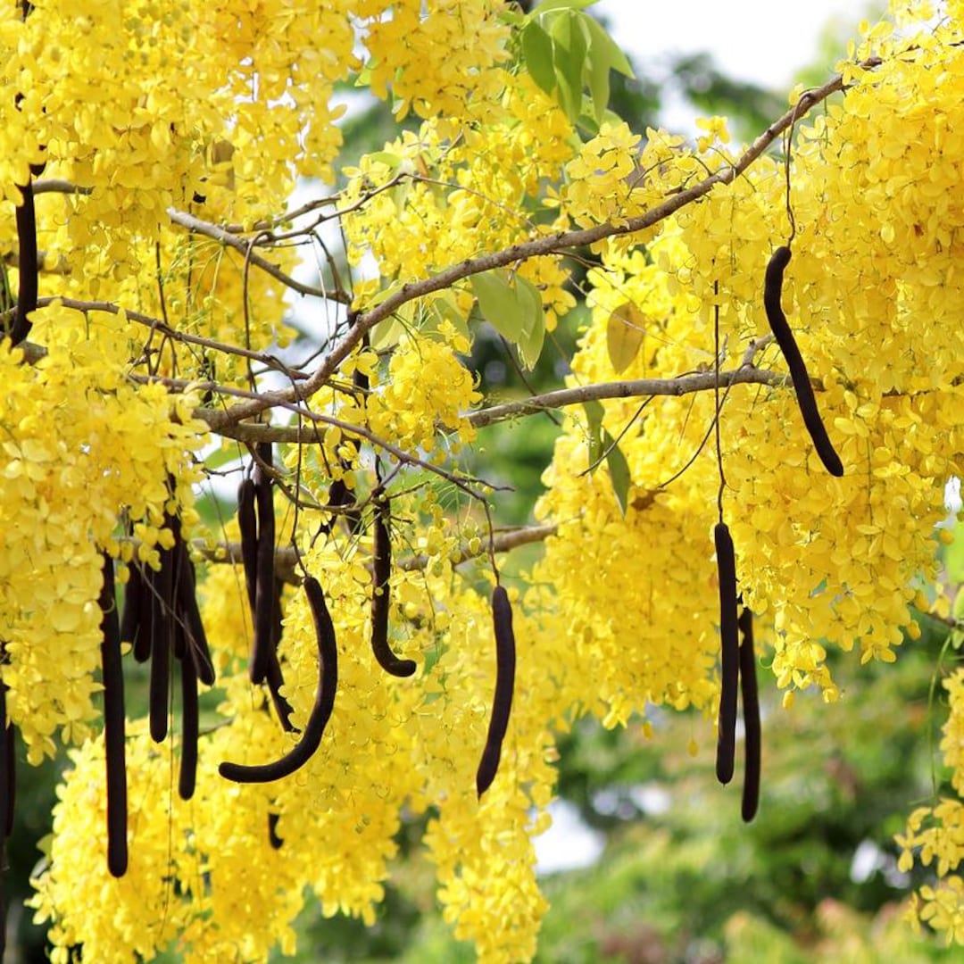 Cassia Fistula (golden Rain Tree) Tree Seeds, Medium-sized, Beautiful, Showy Golden Flowers ...