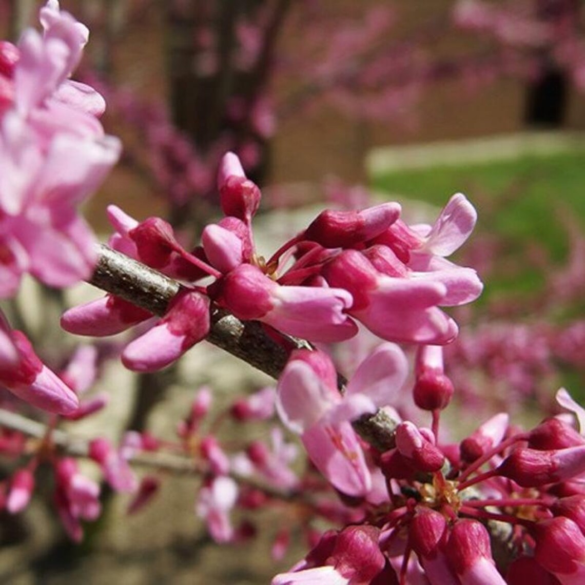 Cercis Canadensis Northern (northern Red Bud) Tree Seeds, Celebrated ...
