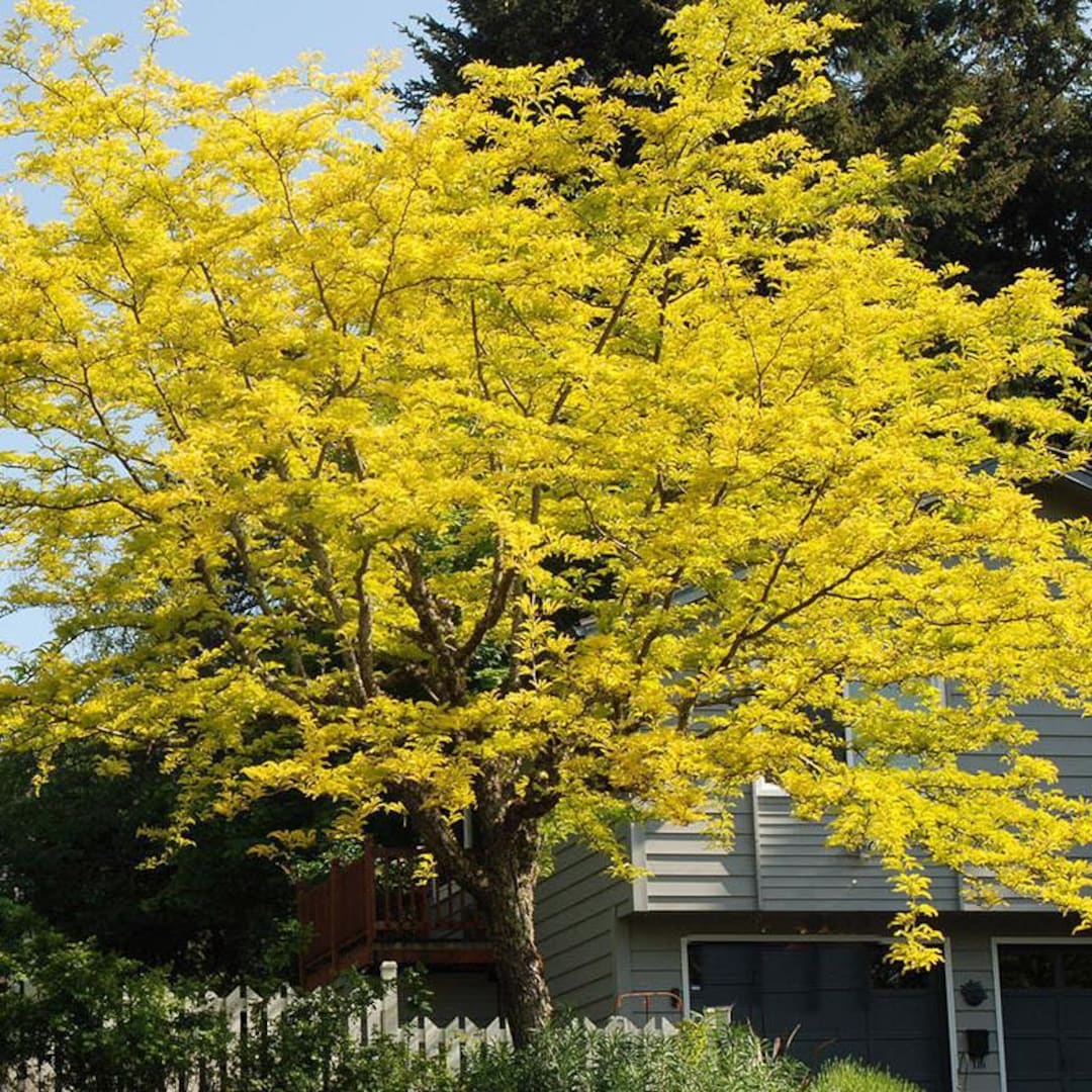 Gleditsia Triacanthos Inermis (thornless Honeylocust, Thornless Honey ...