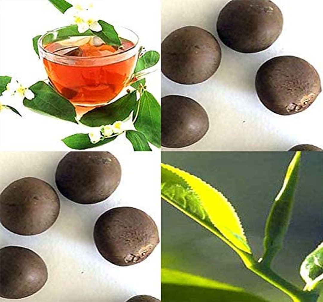 Camellia Sinensis (tea, Tea Plant, Tea Camellia) Shrub Seeds, Tea ...