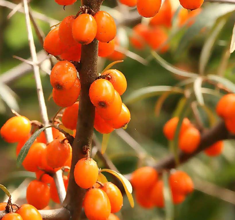 Hippophae Rhamnoides (sea Buckthorn, Seaberry) Fruit Seeds, Versatile ...