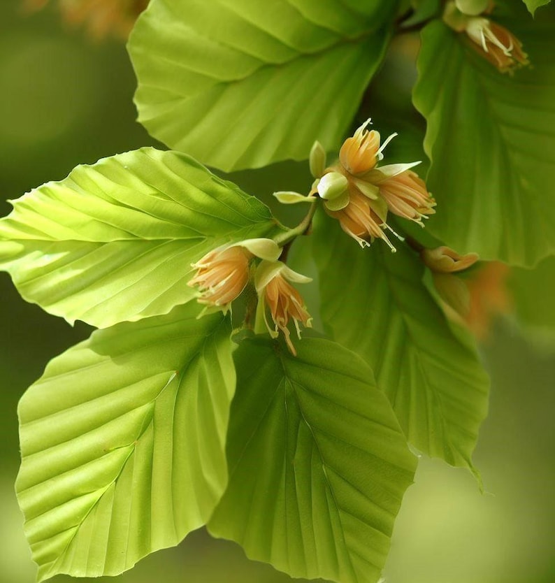 Fagus Sylvatica (european Beech) Tree Seeds, Vibrant Fall Color Shades ...