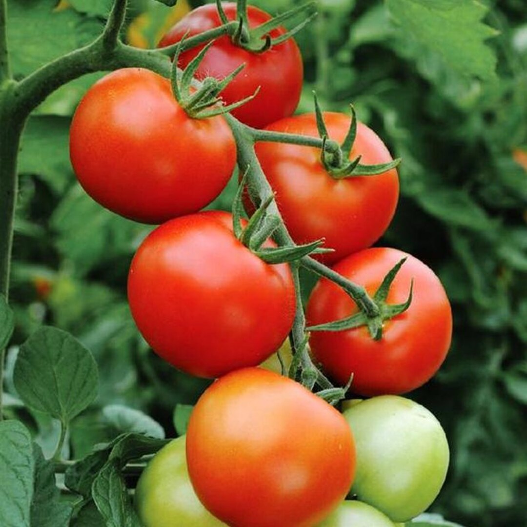 Floradade Tomato, Standard (slicing) Tomato (lycopersicon Esculentum ...