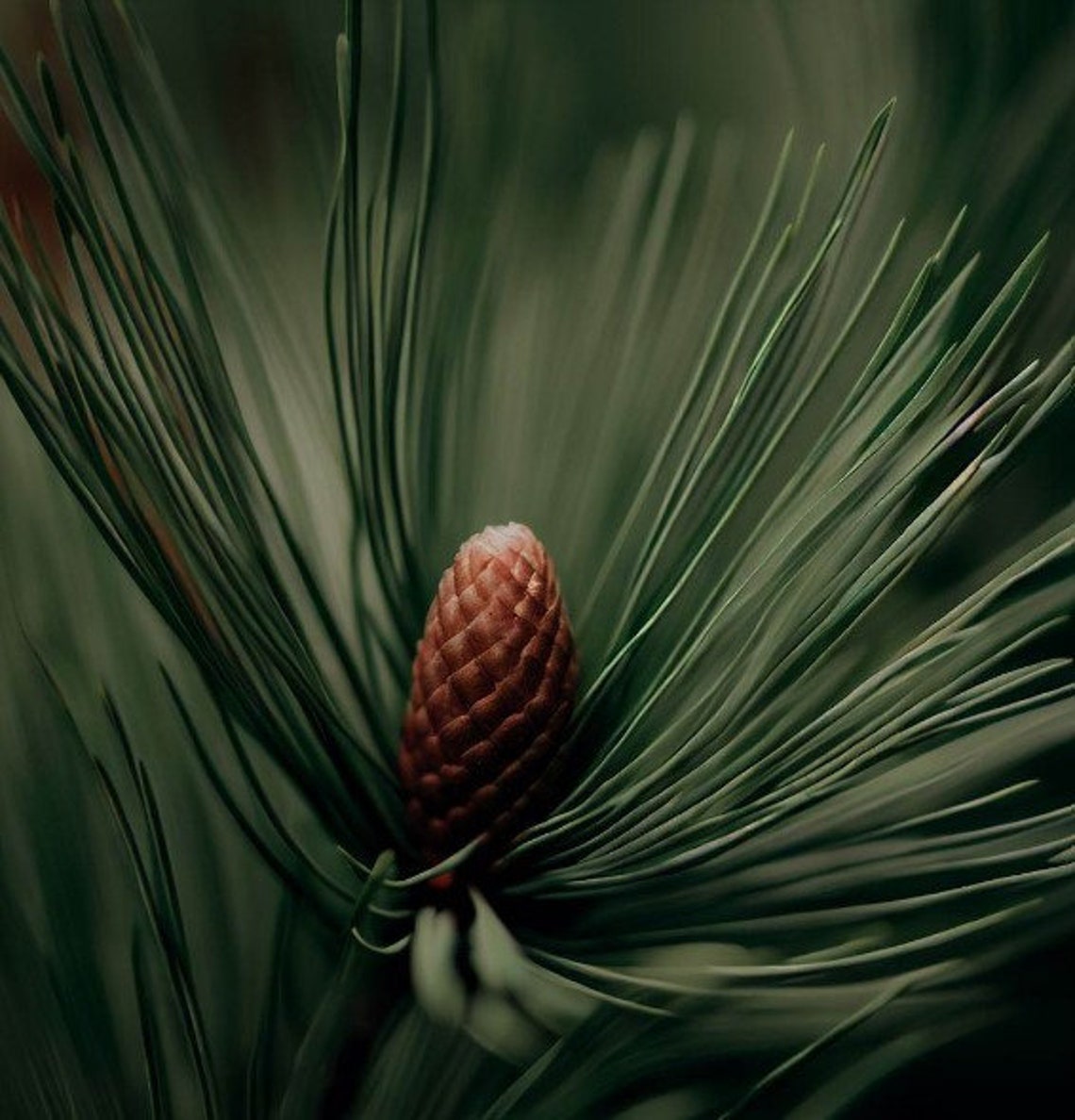 Pinus Palustris (longleaf Pine) Tree Seeds , Towering Evergreen ...