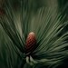 Pinus Palustris (longleaf Pine) Tree Seeds , Towering Evergreen ...