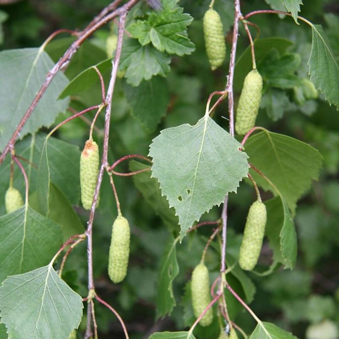 Betula Pendula (alba) (european White Birch) Tree Seeds, Distinctive ...