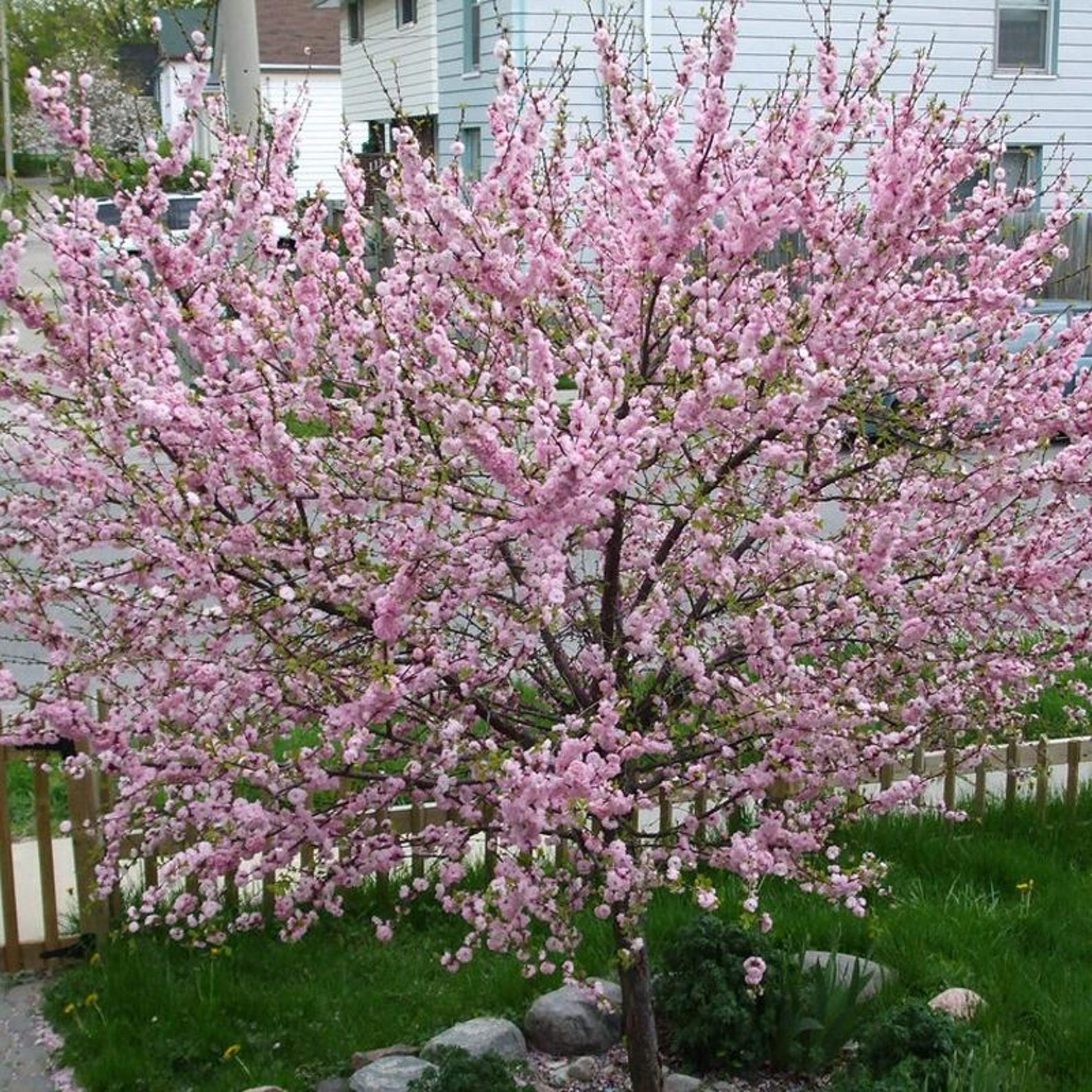 Prunus Triloba (flowering Almond, Flowering Plum) Tree Seeds, Profusion ...