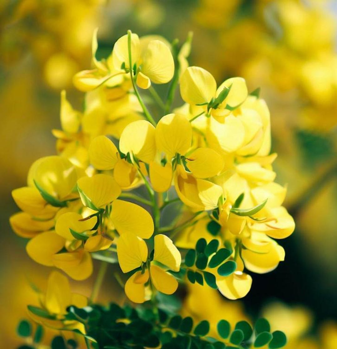 Cassia (senna) Marilandica (wild Senna) Tree Seeds, Impressive Height ...