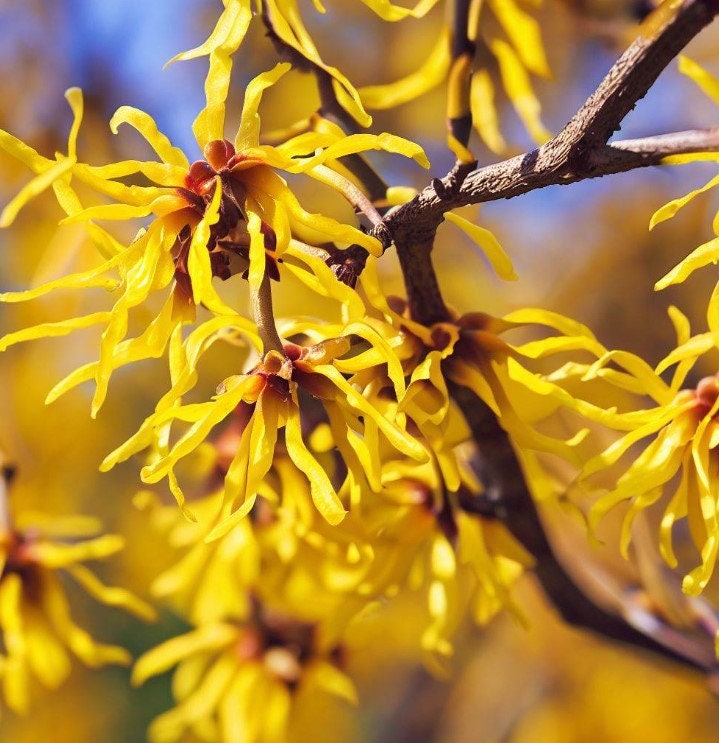 Hamamelis Virginiana (american Witch Hazel, Witchazel) Shrub Seeds ...