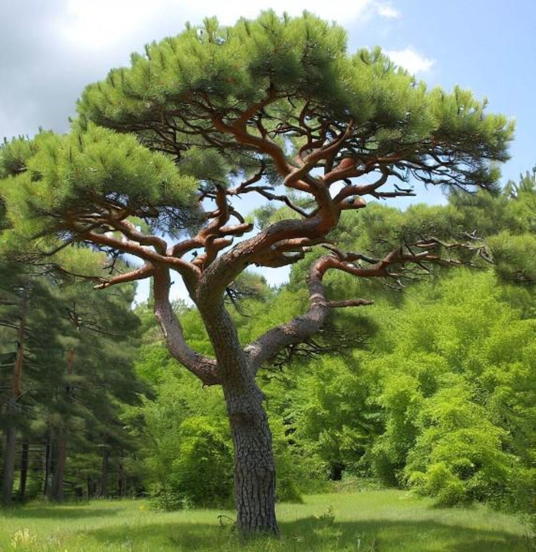Pinus Peuce (balkan Pine, Greek Stone Pine) Tree Seeds, Majestic and ...