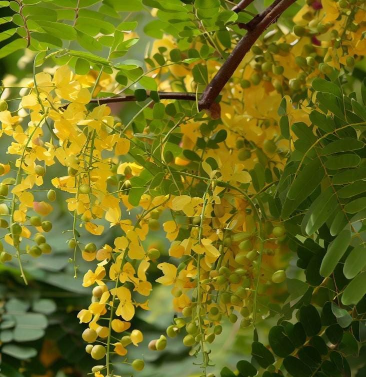 Cassia Fistula (golden Rain Tree) Tree Seeds, Medium-sized, Beautiful, Showy Golden Flowers ...