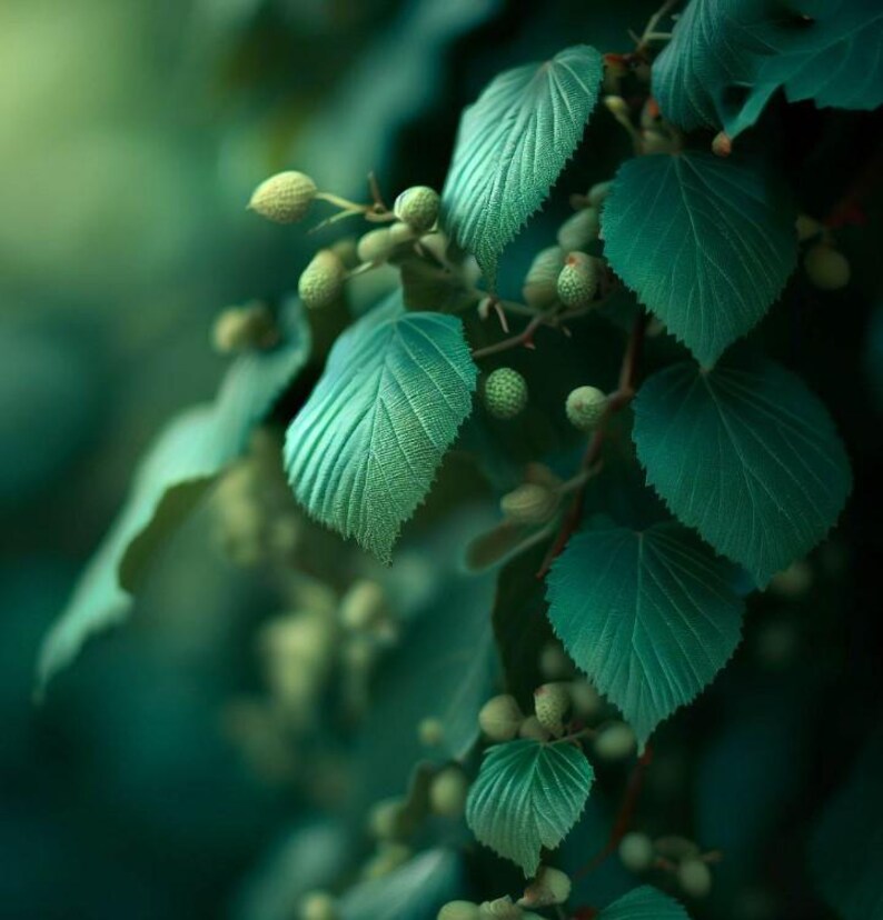 Carpinus Betulus (european Hornbeam) Tree Seeds, Tall and Strong ...