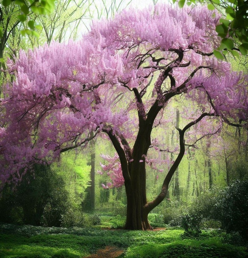 Cercis Gigantea (giant Redbud) Tree Seeds, Captivates With Its Rounded ...