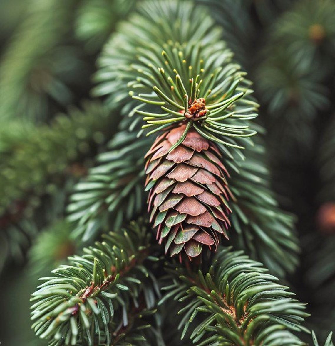 Picea Glauca Densata (black Hills Spruce) Tree Seeds, Evergreen Native ...
