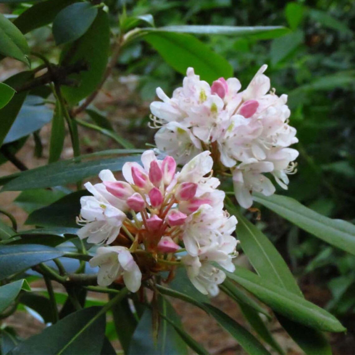Rhododendron Maximum (great Laurel, Rosebay, Rosebay Rhododendron ...
