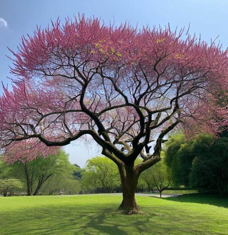 Prunus Persica Lovell (peach, Lovell Peach) Fruit Seeds, Prized as ...