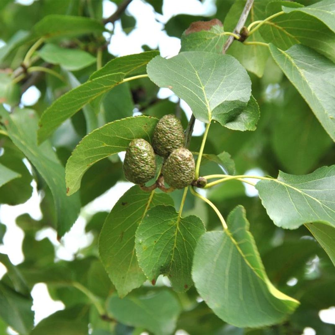 Alnus Cordata (italian Alder) Tree Seeds, Distinctive Bark, Pyramidal ...