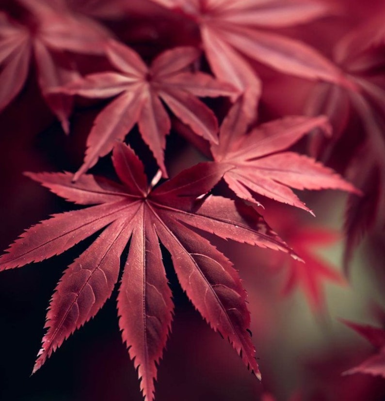 Acer Palmatum (japanese Maple), U.S.A. D.w. Tree Seeds, Elegant Form ...