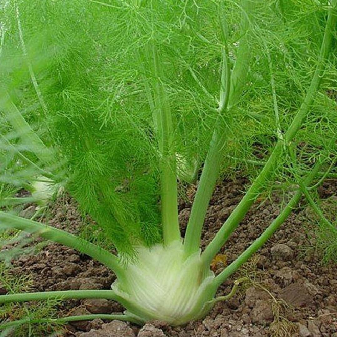 Fennel, Florence (foeniculum Vulgare) Herb Seeds, Easy to Grow ...