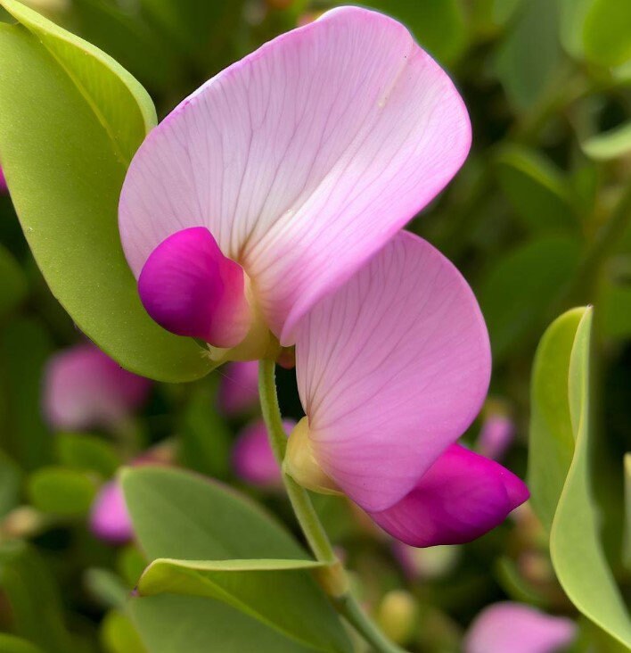 Lathyrus Maritima (beach Pea, Heath Pea) Flower Seeds, Coastal Habitats ...