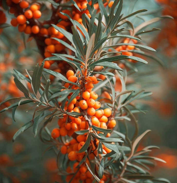 Hippophae Rhamnoides (sea Buckthorn, Seaberry) Fruit Seeds, Versatile ...