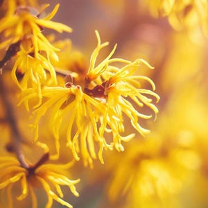 Hamamelis Vernalis Vernal Witchazel, Ozark Witchhazel, Spring Blooming ...