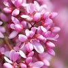 Cercis Canadensis Northern northern Red Bud Tree Seeds, Celebrated ...